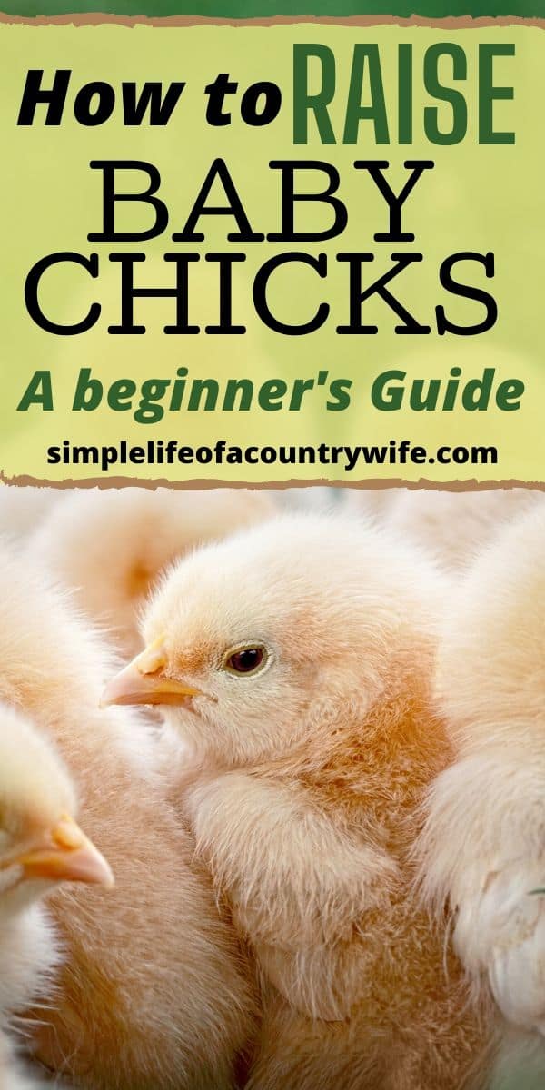 How to look after baby Chicks - A beginner's Guide