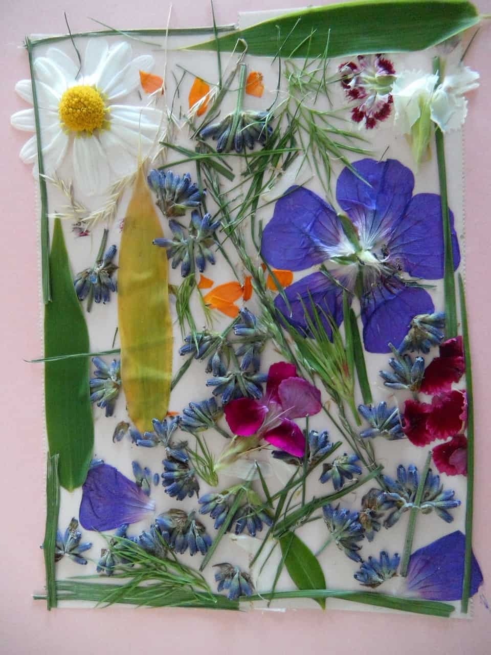 How to Store Pressed Flowers