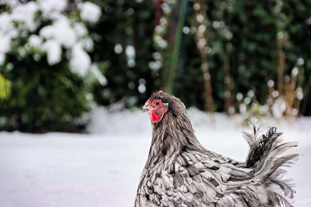 How to Keep your Chicken’s Water from Freezing