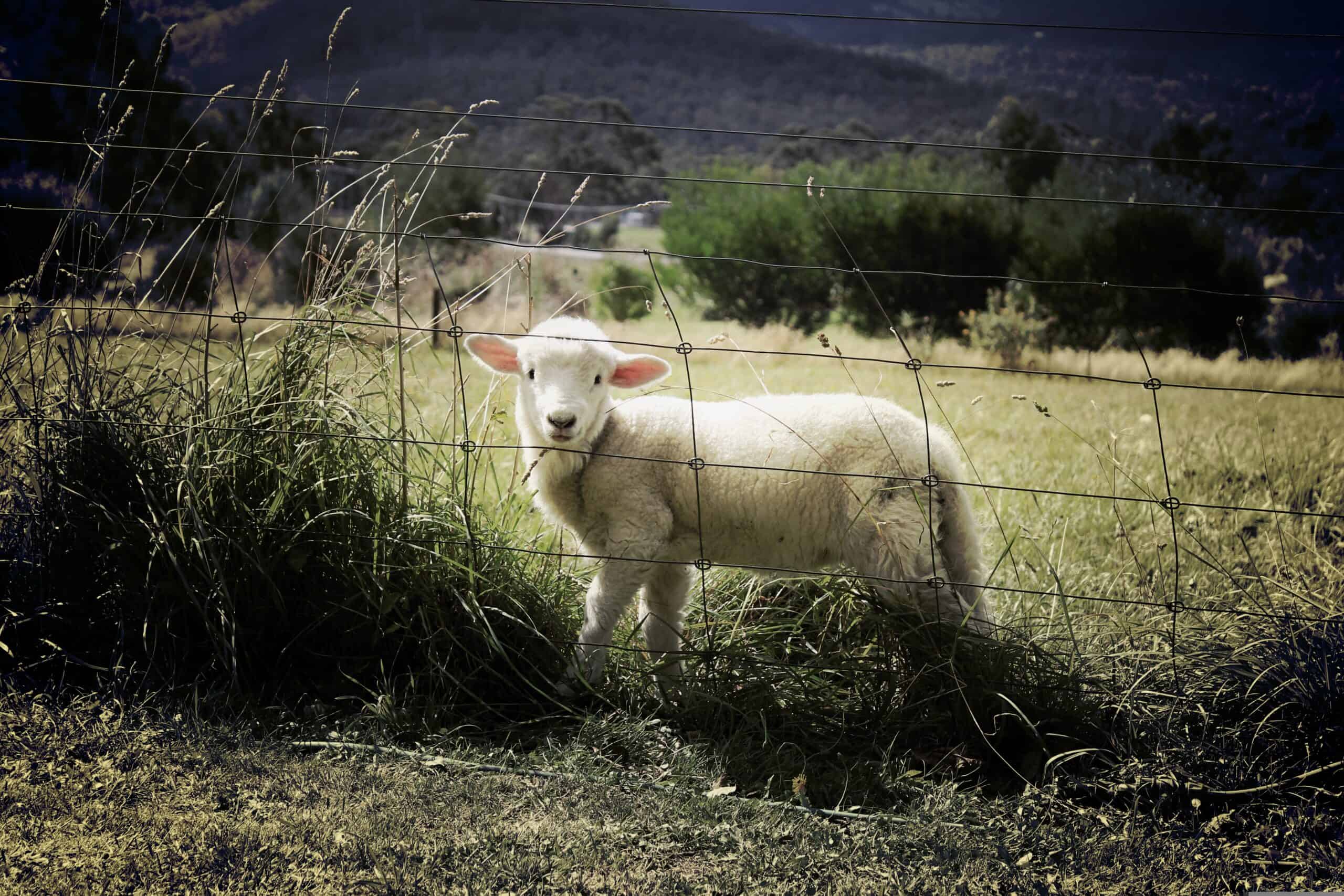 10 Tools That Cut Homestead Chores in Half (And How to Actually Use Them)